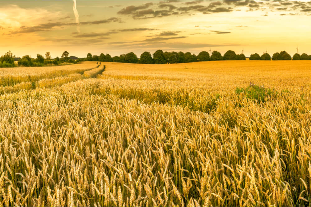 Hsn Codes Gst Rates For All Form Of Grains Indiafilings Official