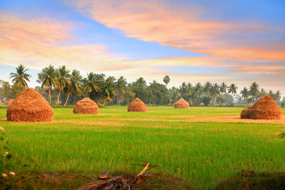 Andhra Pradesh Ration Card: Eligibility, Application, and Benefits ...