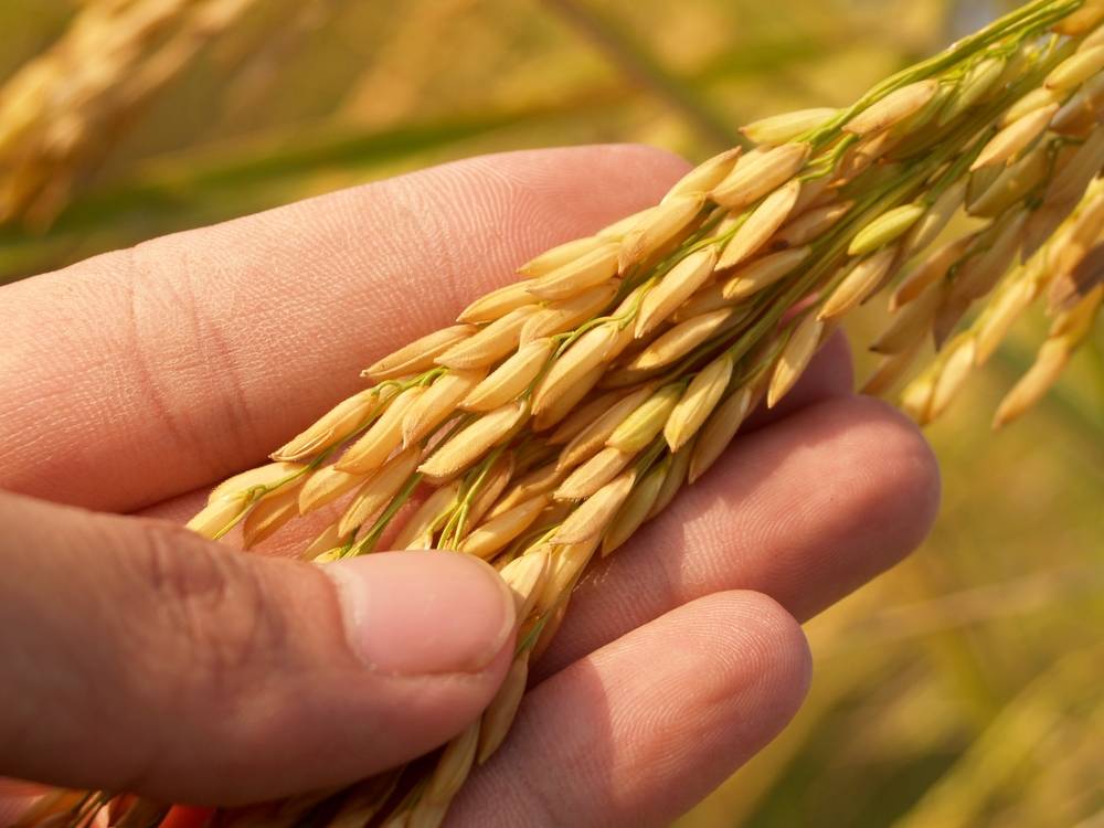 Mukhyamantri Krishi Udyog Yojana (MKUY) Application | Indiafilings