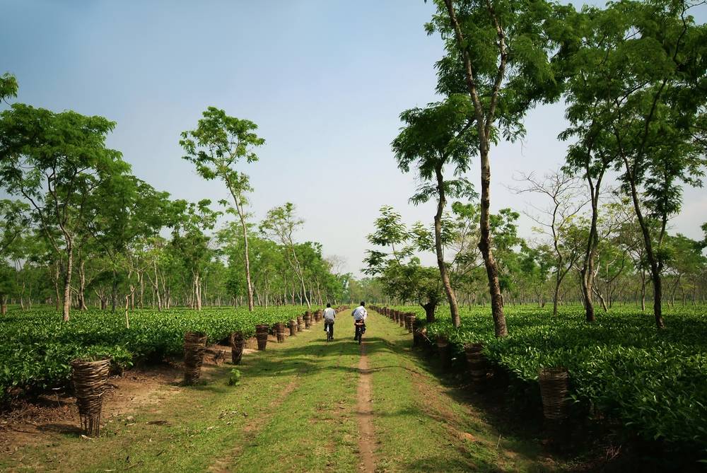 Assam Namjari or Land Mutation - Application Procedure - IndiaFilings