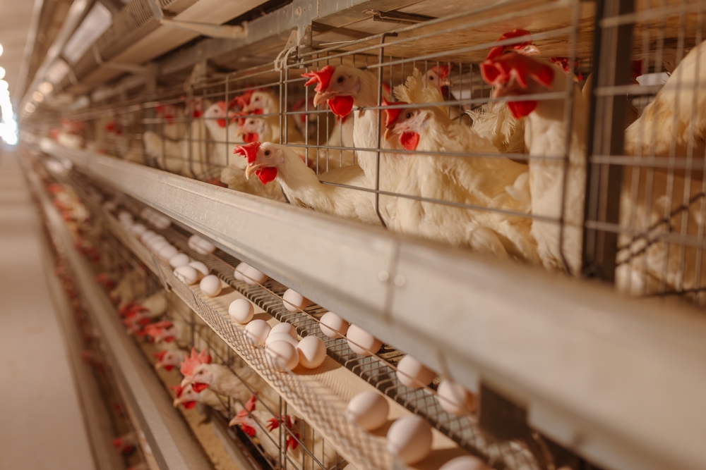 Poultry Farming Business Plan - All you need to know